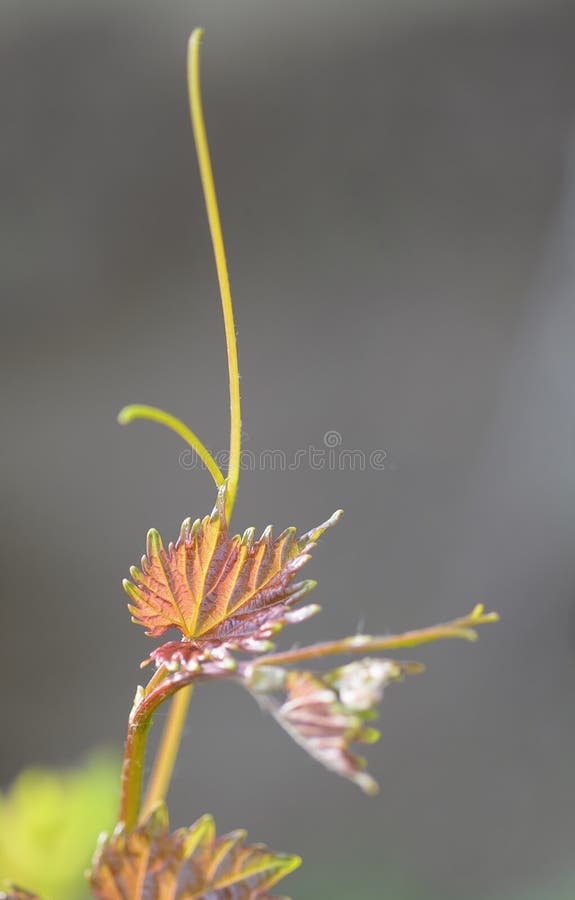 Young grapevine stock photo. Image of fruit, grow, green - 1842162