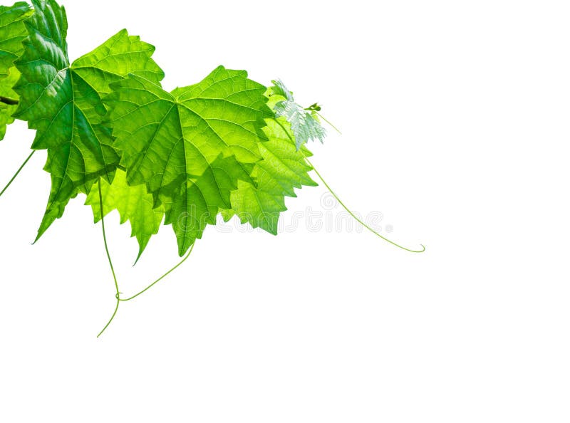 Baby Grapevine Isolated Stock Photos - Free & Royalty-Free Stock Photos ...