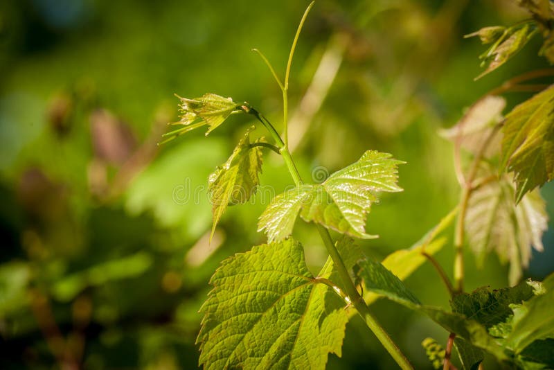 Young grapevine leavees stock image. Image of leaves - 92310795