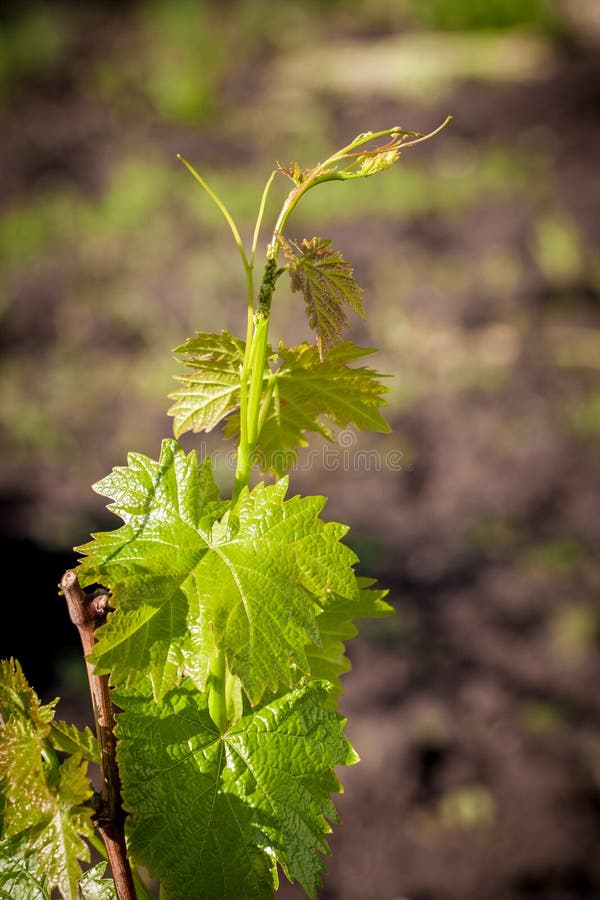 Young grapevine leavees stock image. Image of vineyard - 92399537
