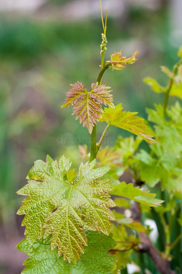 Young grapevine leavees stock image. Image of grape, agriculture - 92488825