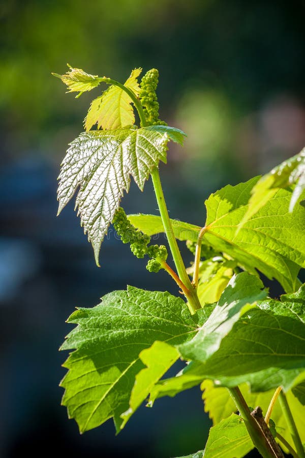 Young grapevine leavees stock image. Image of agriculture - 92488841