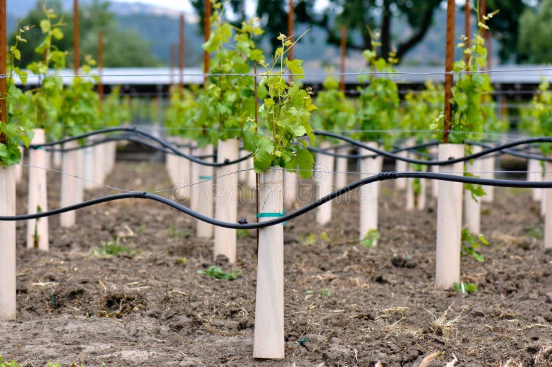 Grapevine in Spring stock photo. Image of napa, vitis - 34615226