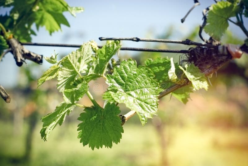 Young Grapevine in Spring - Young Vineyard Stock Illustration ...