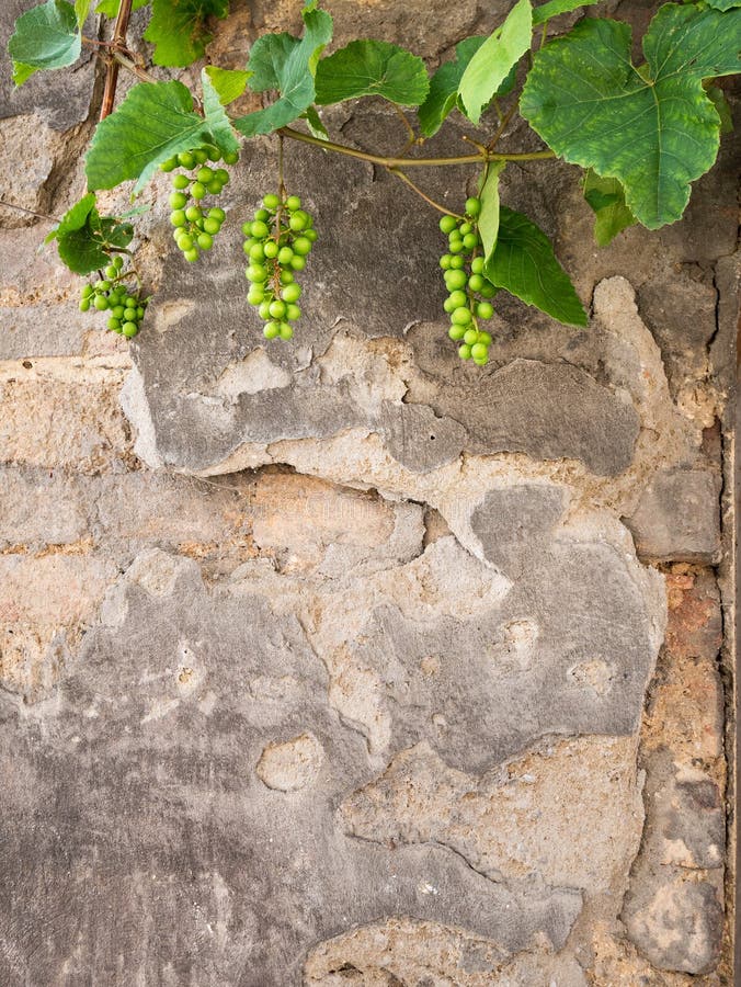 Young grapevine stock photo. Image of fruit, grow, green - 1842162
