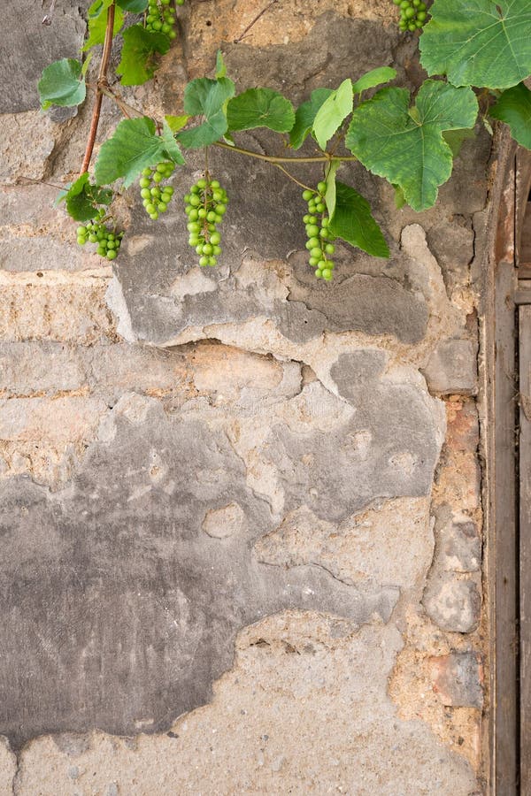 Young grapevine stock photo. Image of fruit, grow, green - 1842162