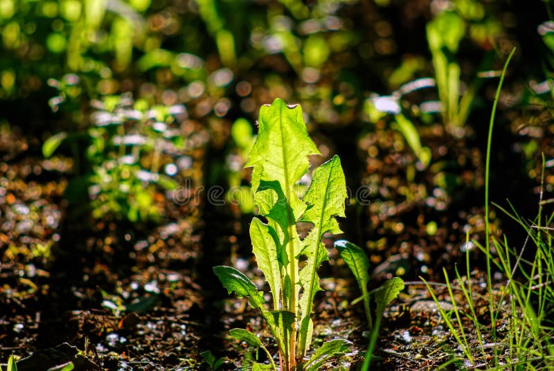 Young Grass among the Spring Trees Stock Photo - Image of outdoors ...