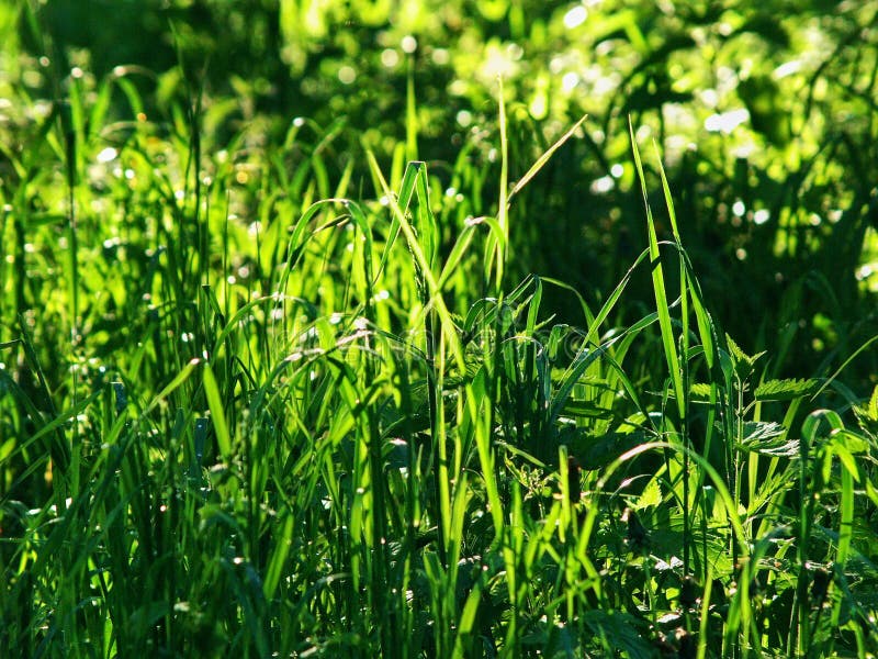 Young Grass among the Spring Trees Stock Photo - Image of outdoors ...