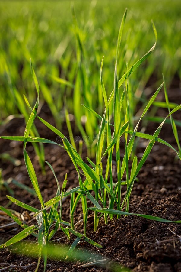 Young grass of corn stock photo. Image of plants, corn - 107865304