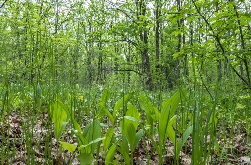 Early Spring, Young Grass Making Its Way through the Old Foliage in the ...