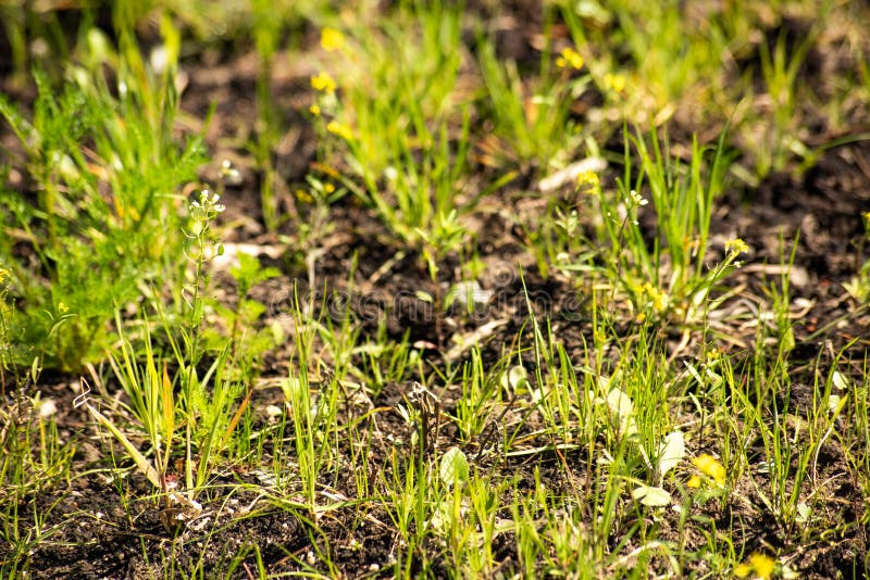 Young Grass Grows through the Ground in the Spring Stock Photo - Image ...