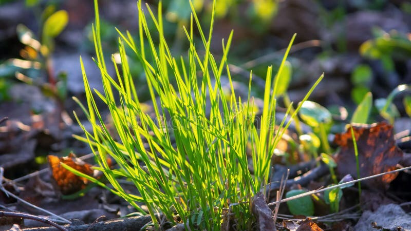 Young Grass among the Spring Trees Stock Photo - Image of outdoors ...