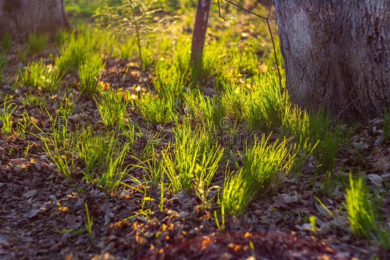 Spring Early Morning Sunrise in Waikato District of New Zealand Stock ...