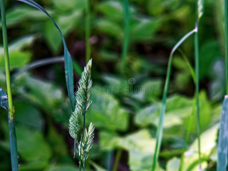 Young Grass among the Spring Trees Stock Photo - Image of outdoors ...