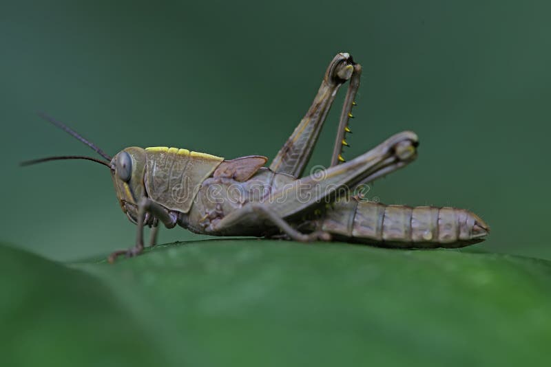 A Young Grasshopper is Eating a Leaf. Stock Photo - Image of garden ...