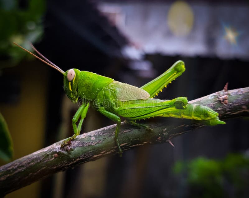 Grasshopper in the Rain stock image. Image of biology - 14182159