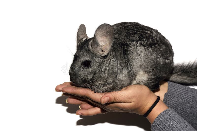 Chinchilla on hands stock image. Image of baby, pets - 69953351