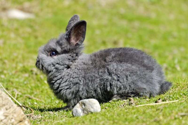 Young gray pet rabbit stock photo. Image of open, corner - 90019698