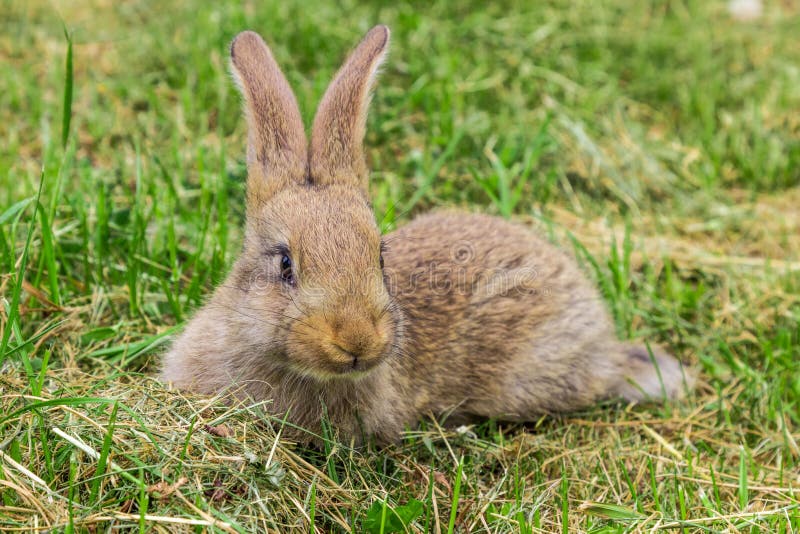 Gray Rabbit Hiding on Green Spring Grass. Stock Photo - Image of cute ...