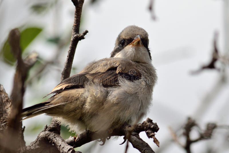 Young gray shrike stock image. Image of creatures, ecology - 77096005