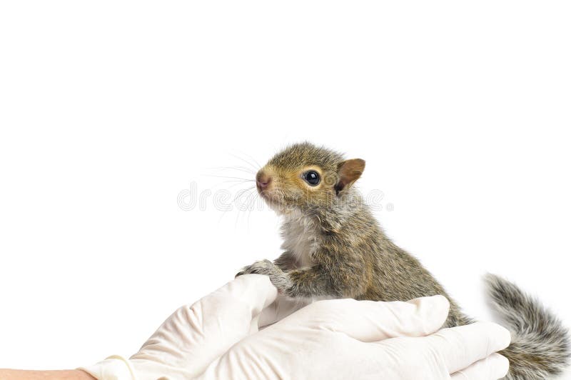 Baby Squirrel stock image. Image of cute, paws, tail - 14483693