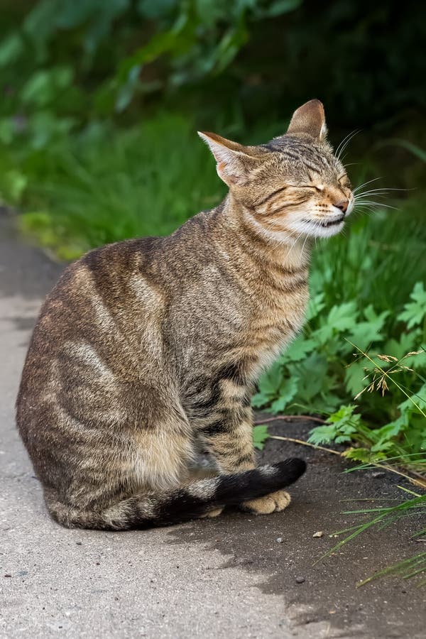 Cat Squints while Sitting in the Sun Stock Image - Image of relaxed ...