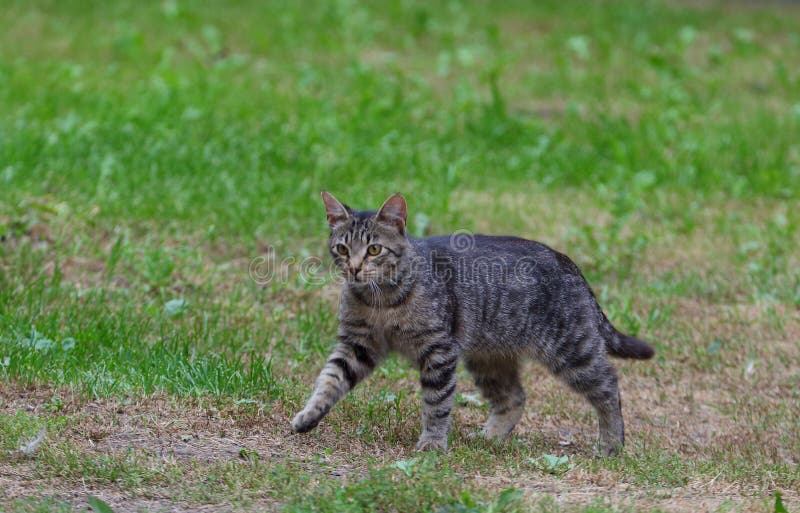 Young Gray Tabby Cat Walks on the Grass Stock Photo - Image of cute ...