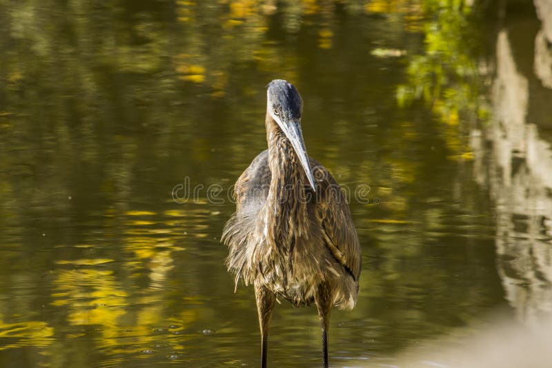 Haron Walking Though Still Water Stock Image - Image of myers, grey ...
