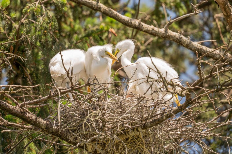 Young Great Egrets in Nest stock photo. Image of ornithology - 243158504