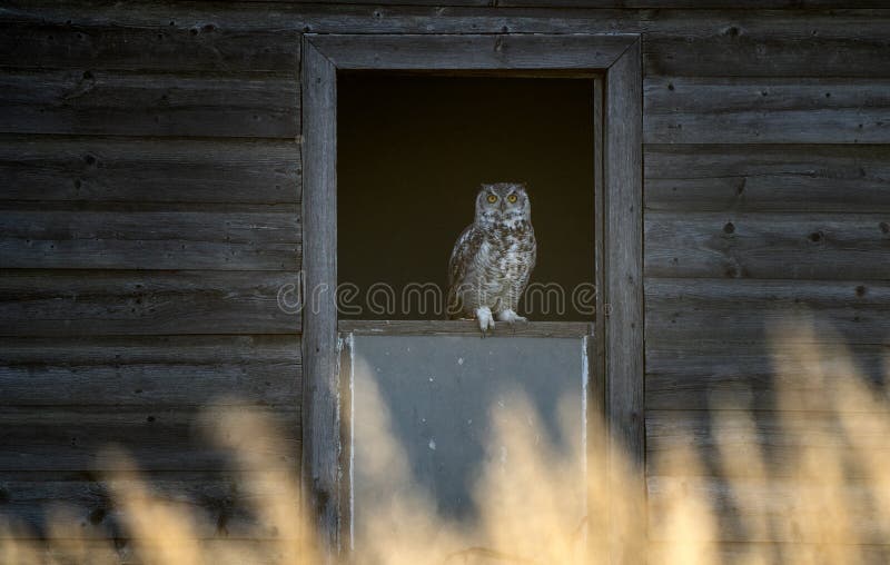 Young Great Horned Owl stock image. Image of peeking - 229428005