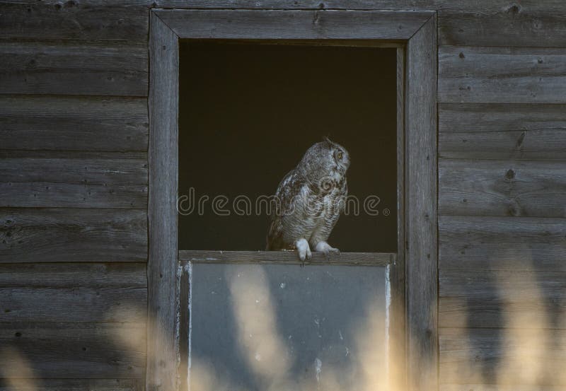 Young Great Horned Owl stock photo. Image of railing - 229428010