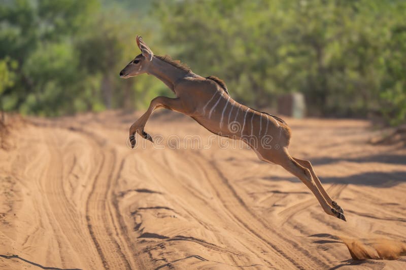 Young Greater Kudu Jumps Over Sandy Track Stock Photo - Image of lodge ...