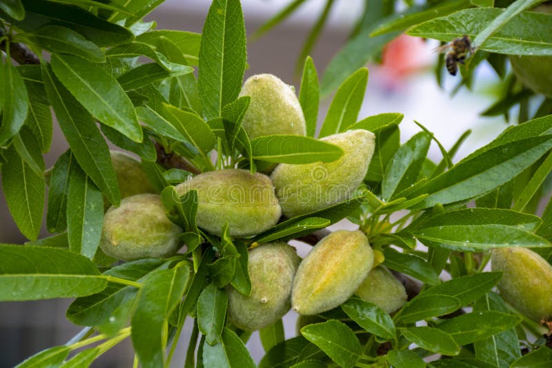Young Green Almonds Nuts Riping on Almond Tree Stock Photo - Image of ...