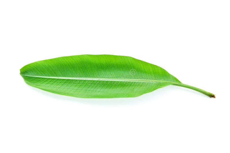 Green Leaf Abstract Background Stock Image - Image of colorful, nature ...