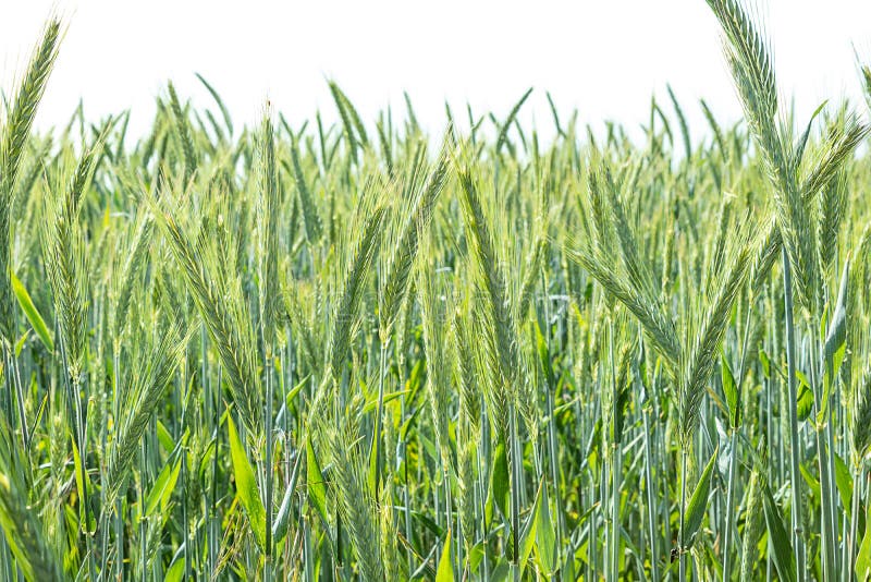 Young Green Barley Crop in a Field Stock Photo - Image of wheat, barley ...