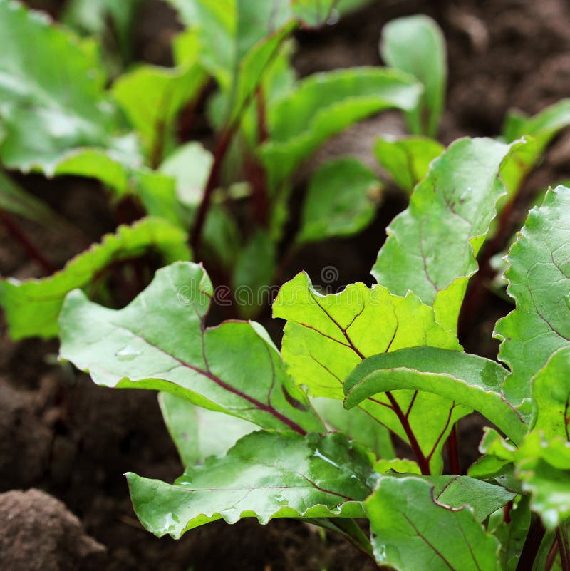 Young Green Beetroot Plans on a Path in the Vegetable Garden Stock ...