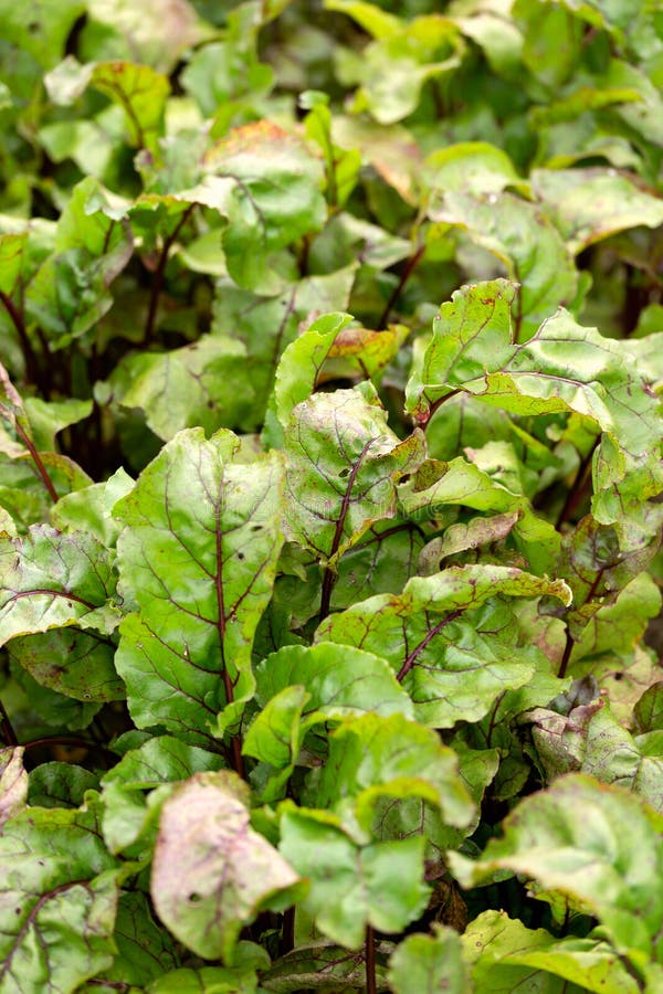 Young Green Beetroot Plans on a Path in the Vegetable Garden Stock ...