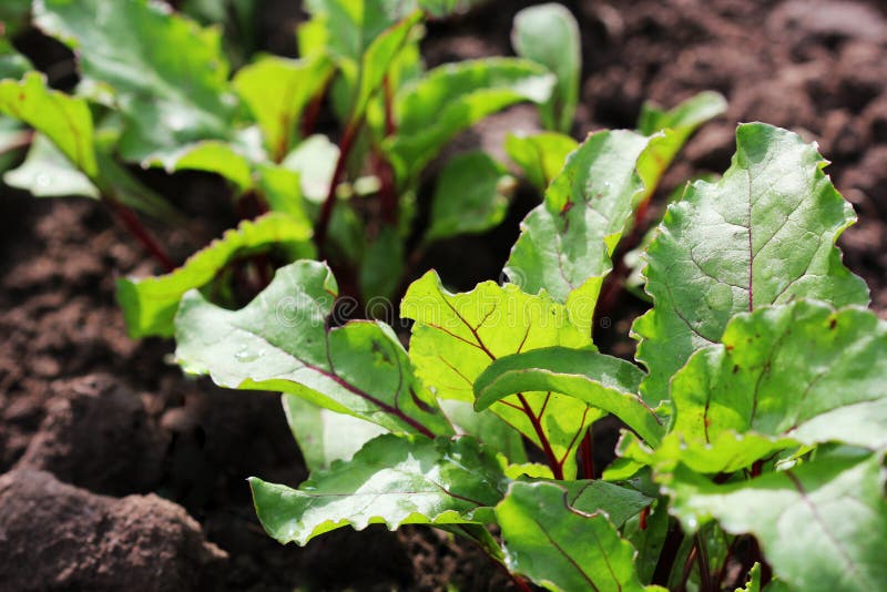 Young Green Beetroot Plans on a Path in the Vegetable Garden Stock ...