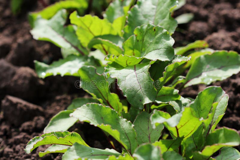 Young Green Beetroot Plans on a Path in the Vegetable Garden Stock ...