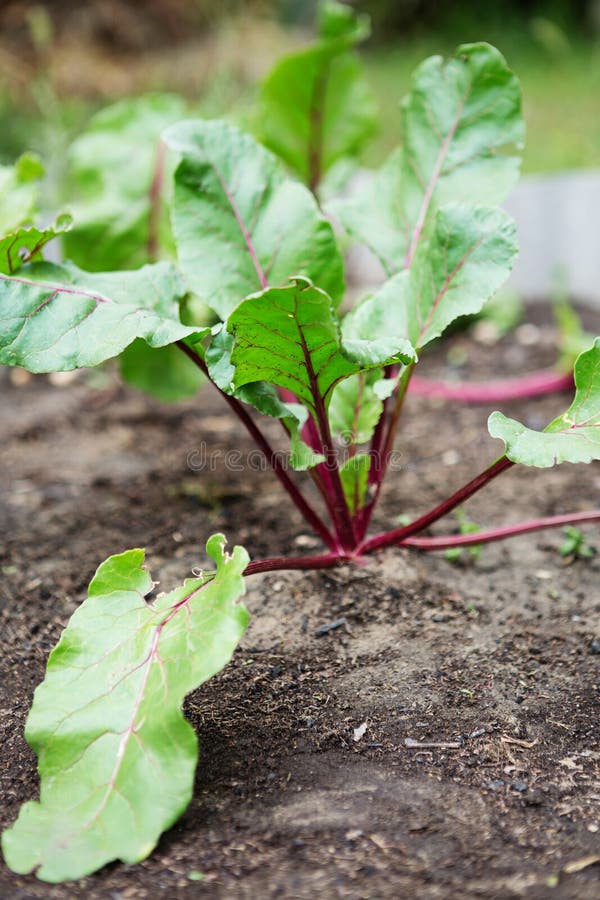 Young Green Beetroot Plants. Beetroot Growing Stock Photo - Image of ...