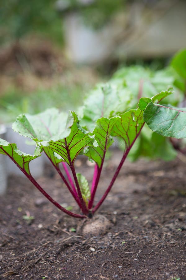 Young Green Beetroot Plants. Beetroot Growing Stock Image - Image of ...