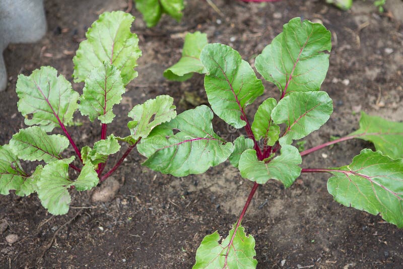 Young Green Beetroot Plants. Beetroot Growing Stock Image - Image of ...