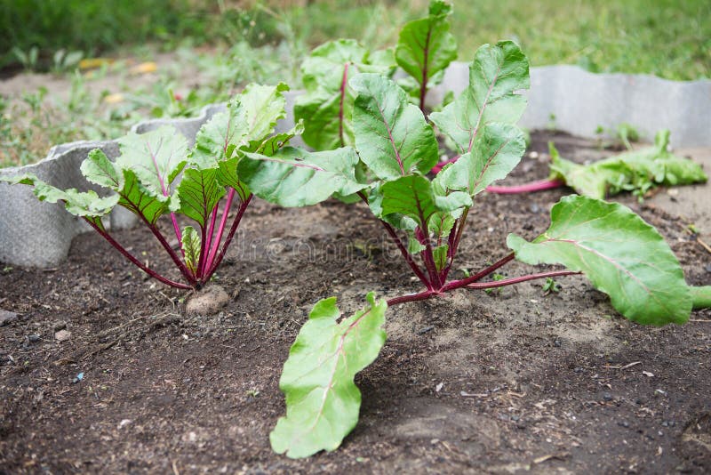 Young Green Beetroot Plants. Beetroot Growing Stock Photo - Image of ...