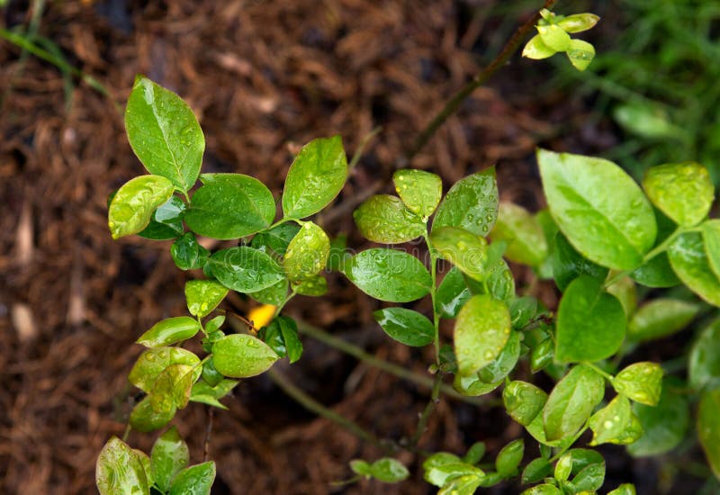 Young Green Blueberry Bush in Early Spring Stock Image - Image of plant ...