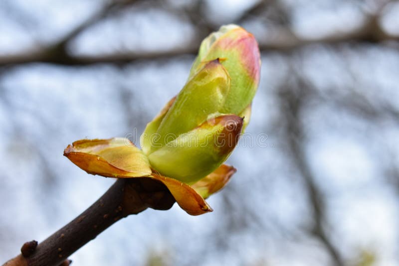 Young Green Buds on a Brown Branch in Early Spring Close-up on a ...