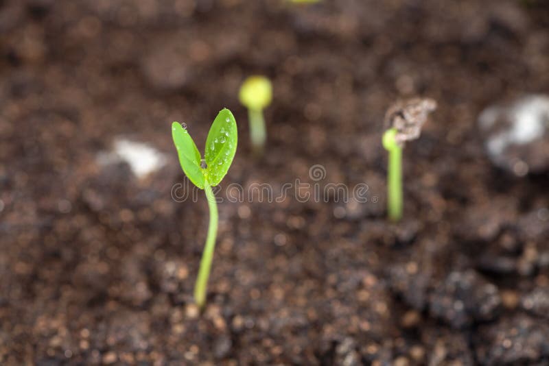 3,544 Buds Soil Stock Photos - Free & Royalty-Free Stock Photos from ...