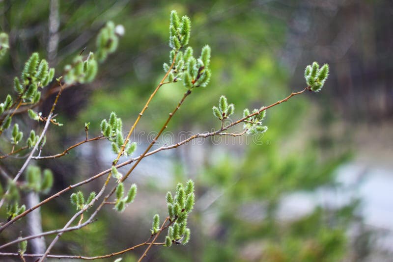 Buds on the Trees in Spring Stock Image - Image of cherry, branches ...