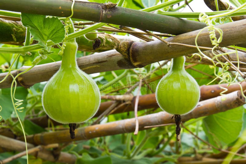 Young green calabash stock photo. Image of harvest, thailand - 21572300