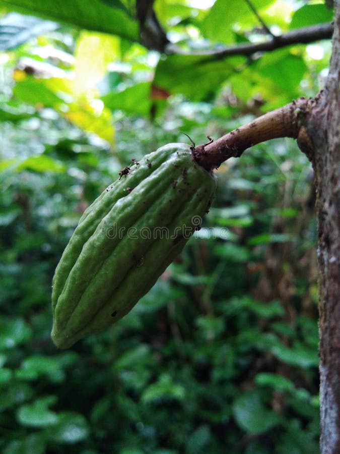 Coco fruit stock photo. Image of stem, fruit, outdoor - 30331248