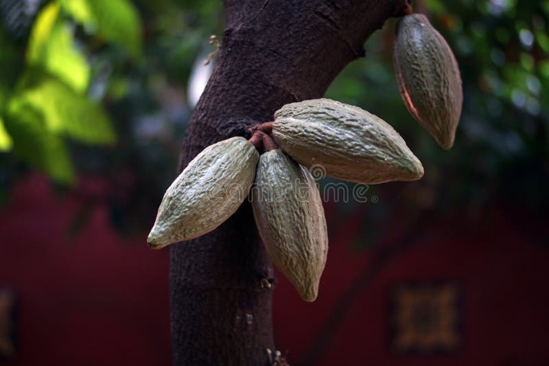 Young Green Cocoa Fruit Hanging on Tree Trunk Stock Photo - Image of ...